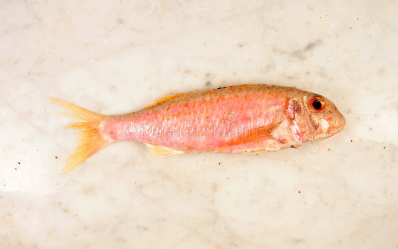 Red Mullet stock image. Image of tail, fish, gill, marble - 4631229