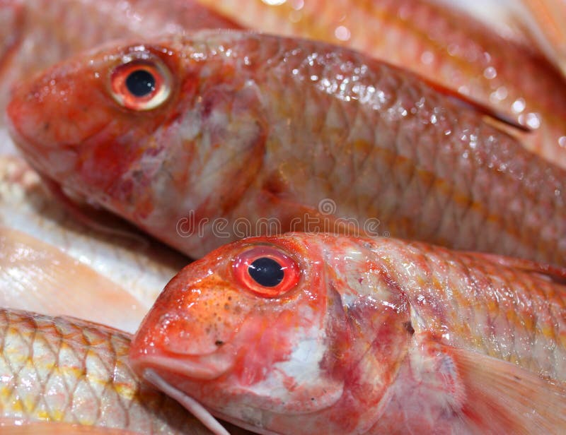 Red mullet close up stock photo. Image of barbel, mullet - 5715452