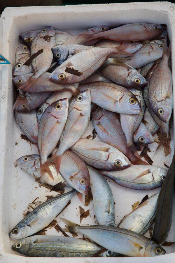 Red Mullet and Sea Bream . Close-Up Stock Photo - Image of goatfish ...