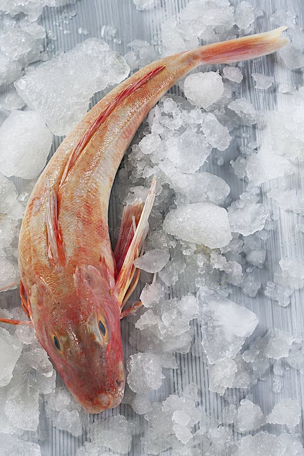 Red Mullet Fish Isolated Grey Background Stock Photos - Free & Royalty ...