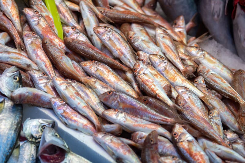 Red Mullet at the Fish Market in Istanbul. Stock Photo - Image of ...