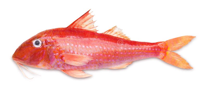 Red mullet stock photo. Image of diet, eating, nature - 86283324