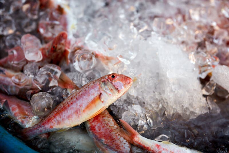 Red Mullet on Ice in a Basin Stock Photo - Image of healthy, gourmet ...