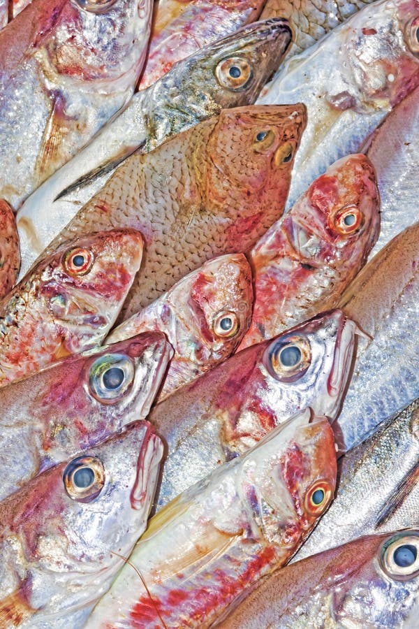 Red Mullet and Mediterranean Fish Stock Photo - Image of mediterranean ...