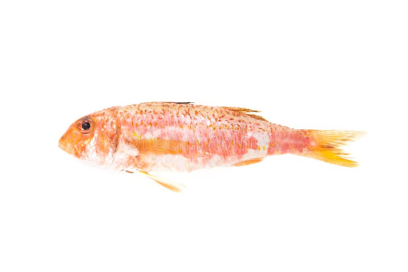 Red snapper fish stock image. Image of market, food, fish - 11860363