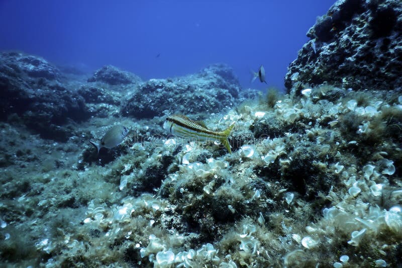 Red Mullet (Mullus Barbatus) Underwater Stock Photo - Image of undersea ...