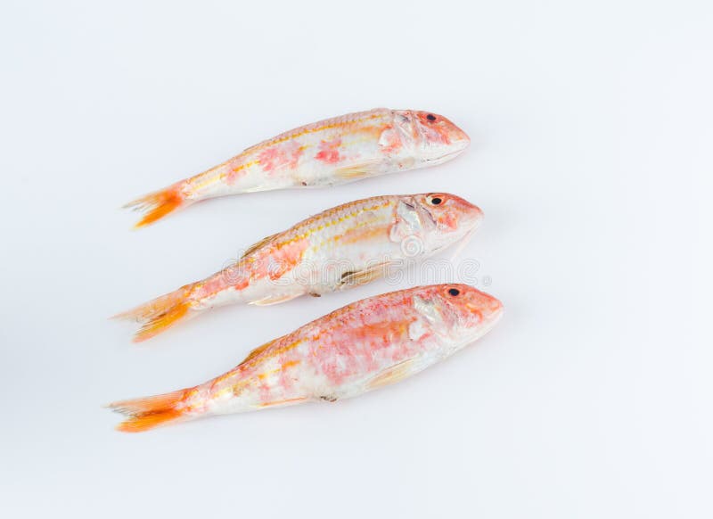 Three Red Mullets stock photo. Image of yellow, animal - 57393902