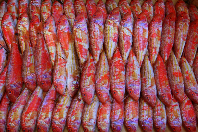 Red mullet in box for sale stock image. Image of sale - 65603839
