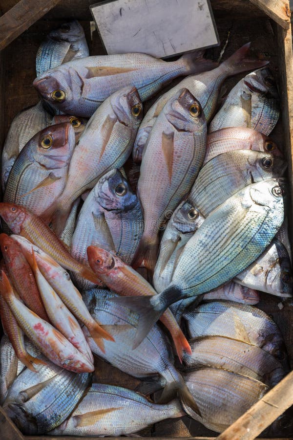 Assortment of Mediterranean Fish. Close-Up Stock Image - Image of ...