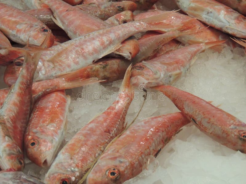 Red mullets or surmullets stock photo. Image of kitchen - 29519466