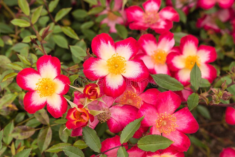 Red Multiflora Rose in Bloom Stock Photo - Image of floribunda, pistils ...
