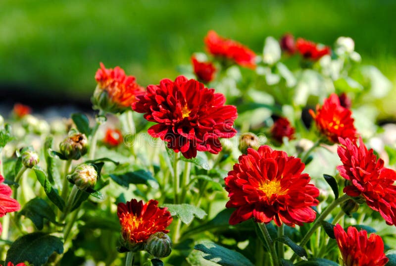 Red Mums stock image. Image of burgundy, fall, autumn - 21209013