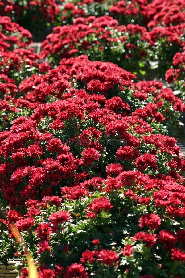 Red Mums stock photo. Image of blooming, closeup, garden - 27927452