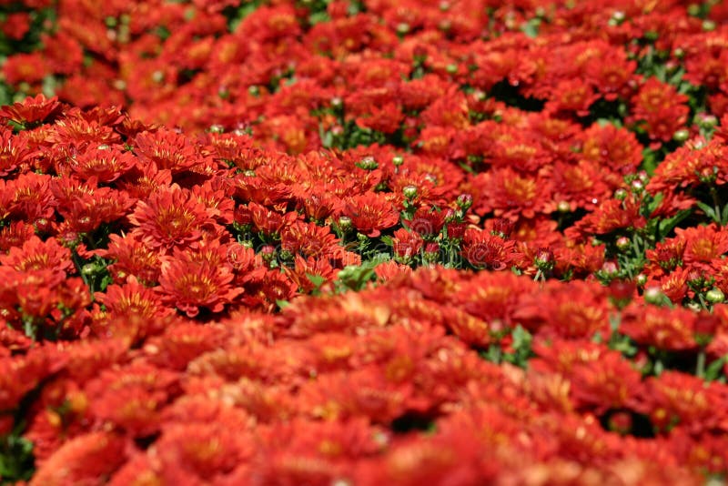 Red Mums stock photo. Image of vibrant, flower, floral - 27927524