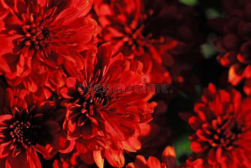 Red Mums stock image. Image of blooming, mums, flower - 90126299