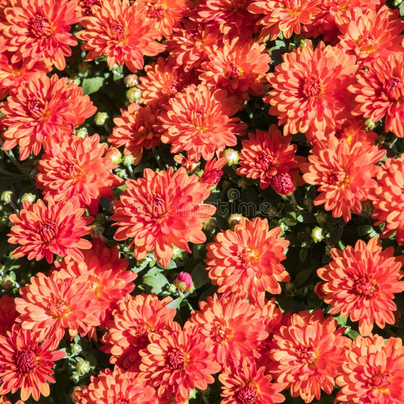 red mums chrysanthemum stock image. Image of summer - 63108241