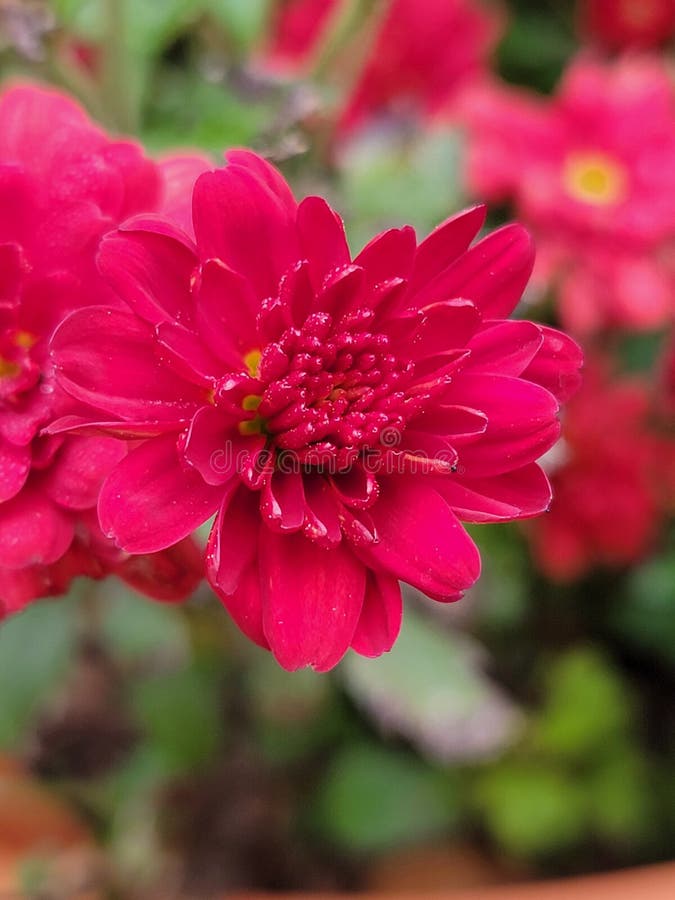Red Mums Morning Dew stock image. Image of flowers, fall - 258548695