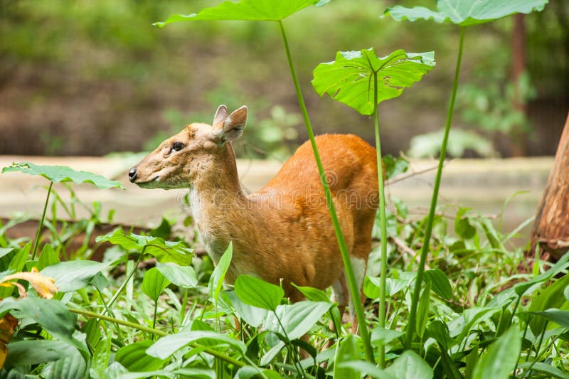 The Red muntjac feeding stock photo. Image of thailand - 49298444