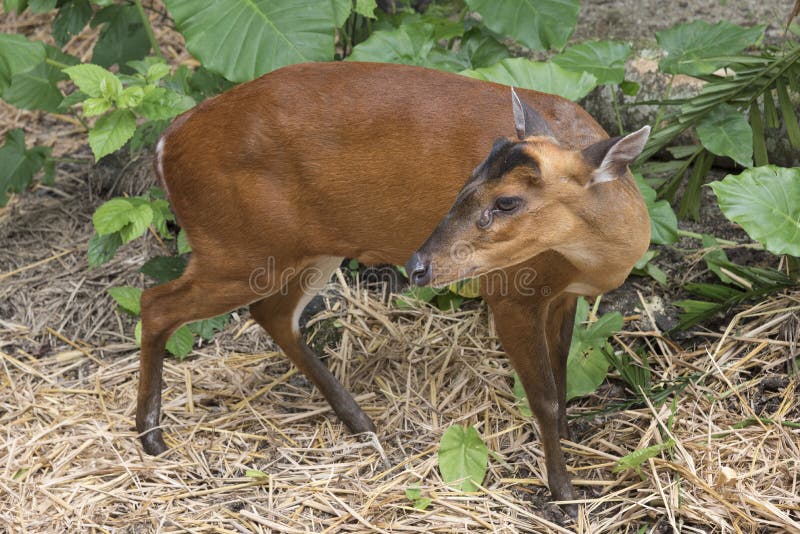 Red Muntjac / Muntiacus Muntjak Stock Photo - Image of species, forest ...