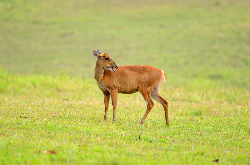 Red muntjack stock photo. Image of forest, grass, alone - 24045692