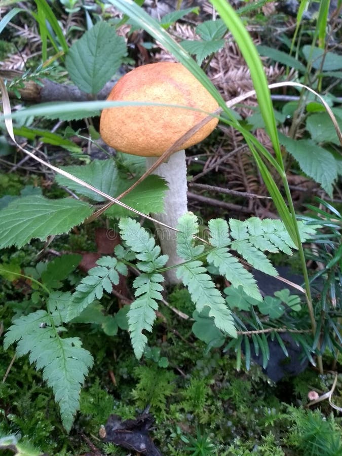 Red mushrom on forest stock photo. Image of fungus, woodland - 276291482