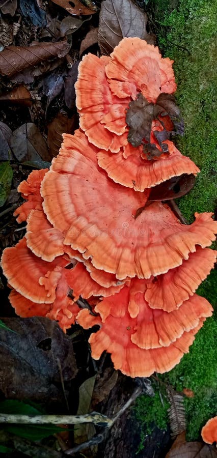 Red mushrom at the woods stock photo. Image of jungle - 379851530