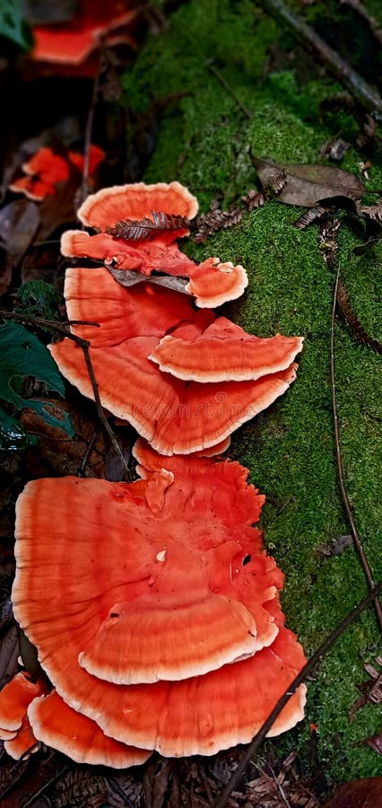 Red mushrom at the woods stock image. Image of jamur - 379851541