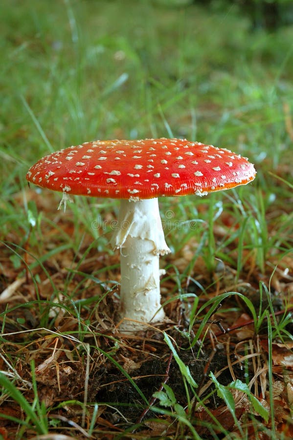 Red mushroom stock photo. Image of together, pileus, toxic - 11607132
