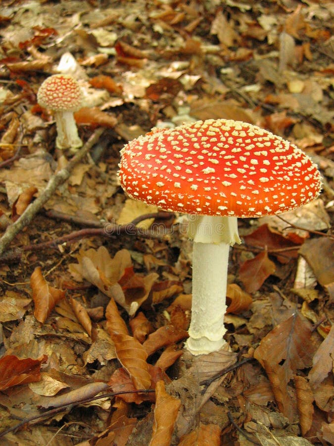 Red mushroom stock image. Image of poison, venom, spore - 164875