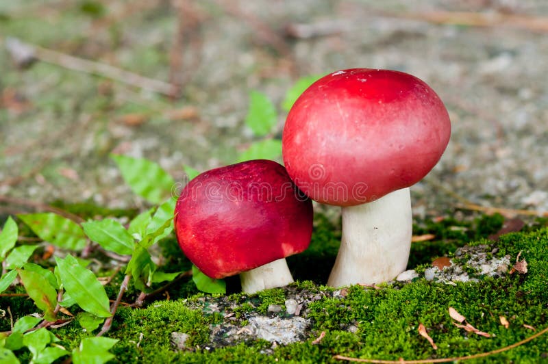 Red mushroom stock image. Image of organism, healthy - 25983721
