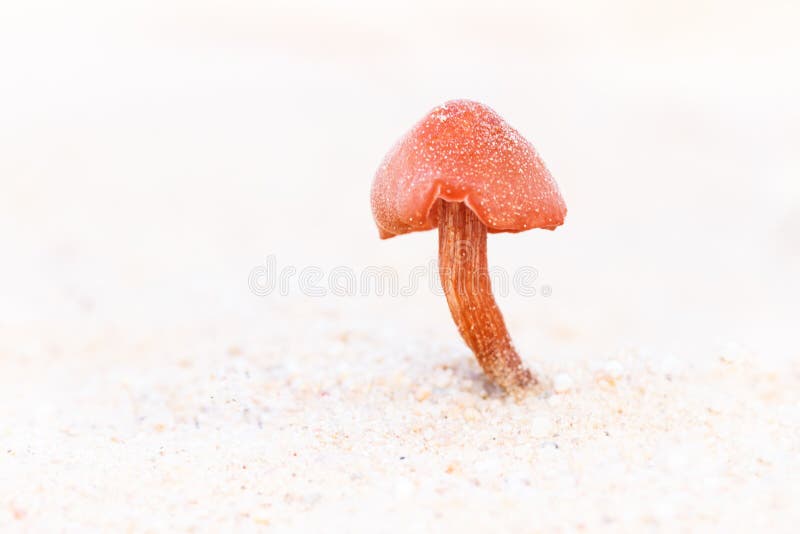 Red mushroom stock photo. Image of natural, fungus, light - 27775750