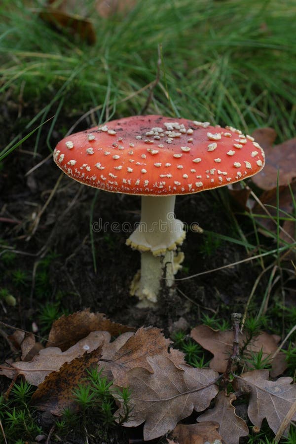 Red mushroom stock image. Image of stem, woods, white, plant - 302997