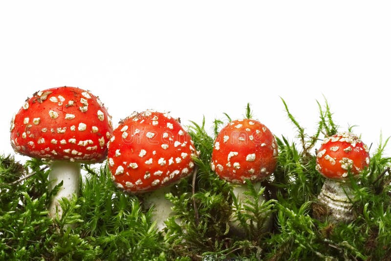 Red mushroom stock photo. Image of frame, abstract, venom - 4727290