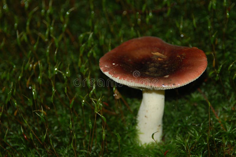 Red mushroom stock photo. Image of small, russula, mushroom - 44632972