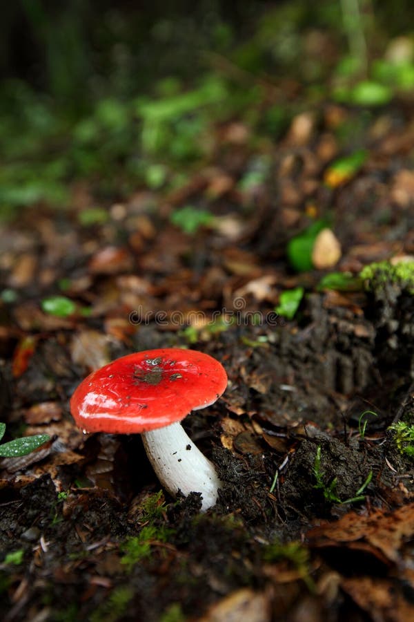 Red mushroom stock photo. Image of life, power, grass - 54709366