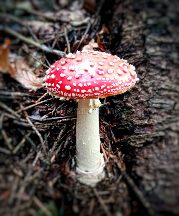 Red Mushroom Called Toadstool in Forest in Czech Republic Stock Photo ...