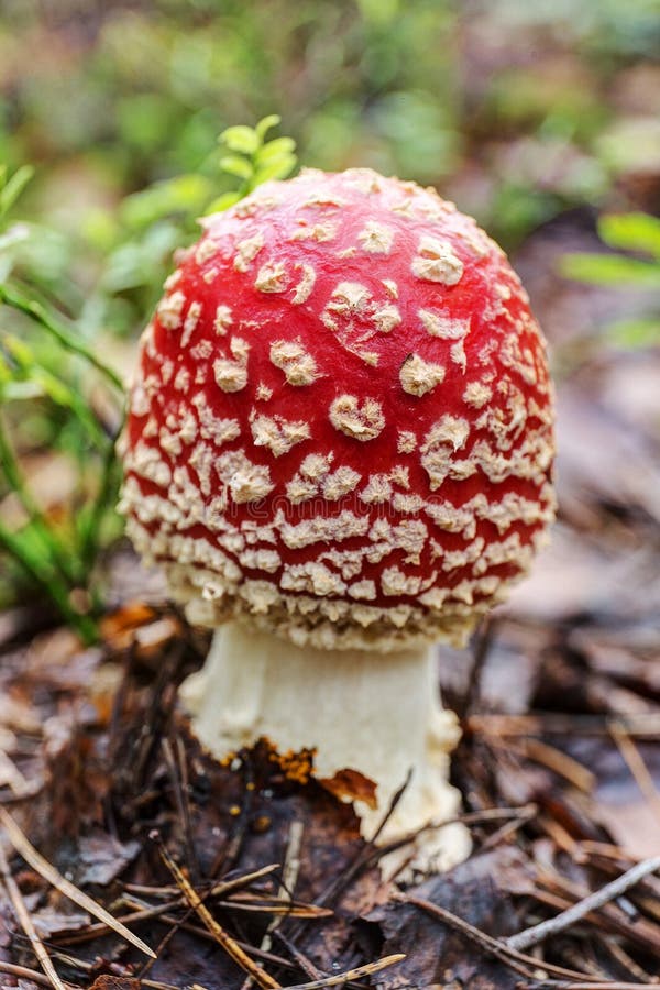 Red mushroom close up stock image. Image of agaric, spotted - 76456815