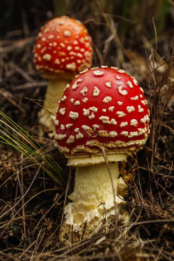 Red Mushroom stock image. Image of decorative, food, muscaria - 55149455