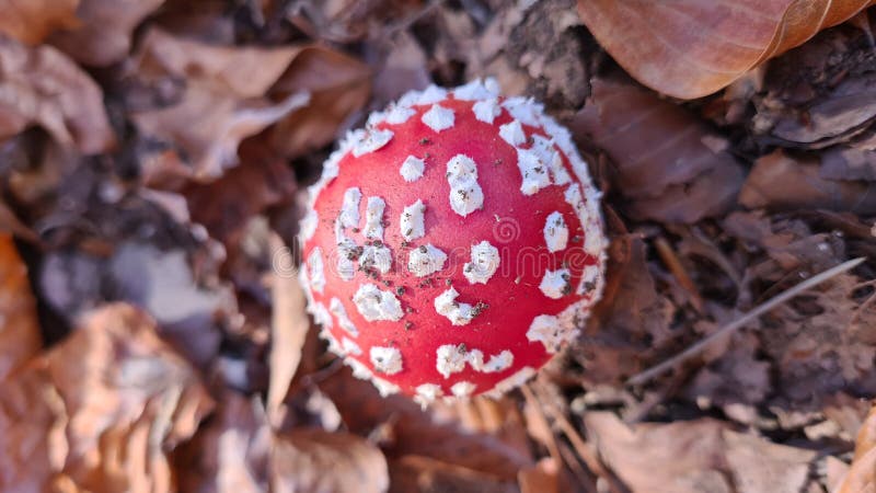 Red Mushroom Closeup in the Forest Toadstool Stock Image - Image of ...