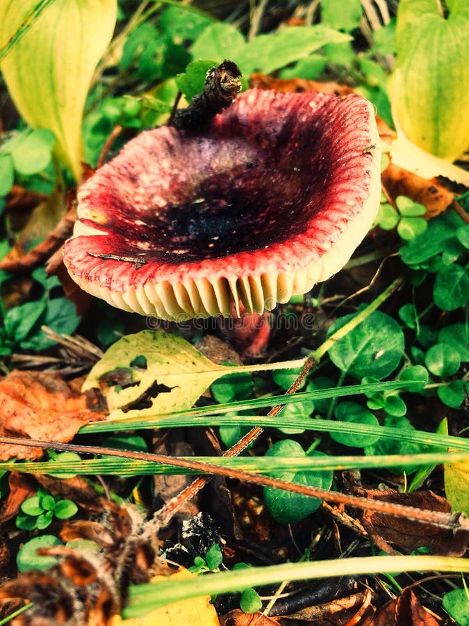 Red mushroom stock photo. Image of forest, plants, landscapes - 125685810