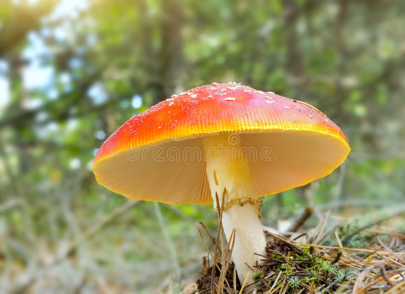 Red mushroom fungi stock image. Image of ground, spotted - 26931651