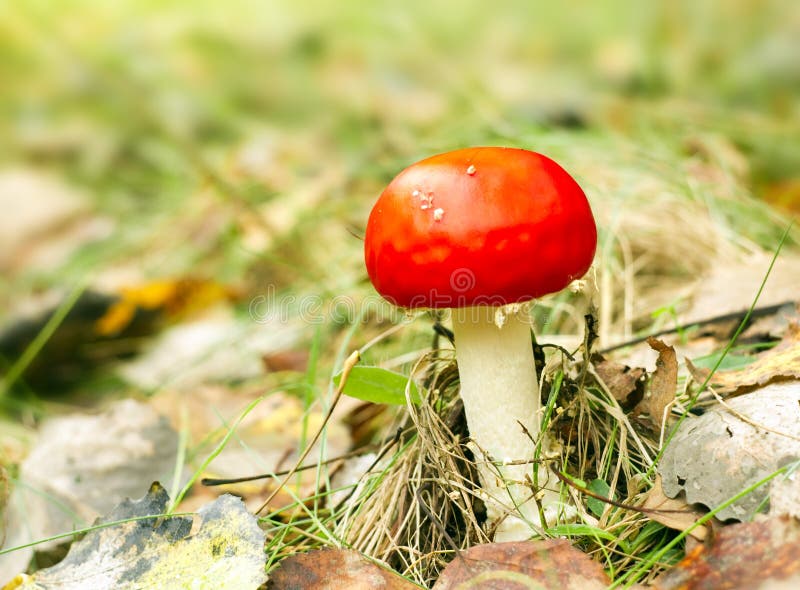 Red mushroom fungi stock photo. Image of fairies, spotted - 29154622
