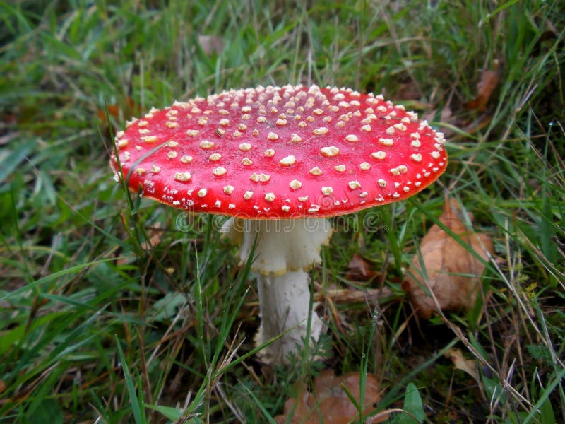 Red mushroom stock image. Image of autumn, green, natural - 47901109