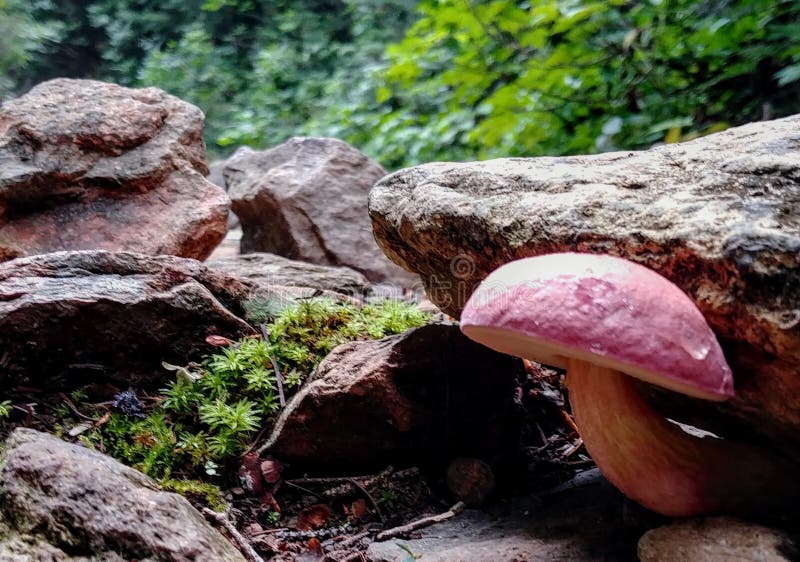 Red mushroom stock photo. Image of trees, mushroom, growing - 132898658