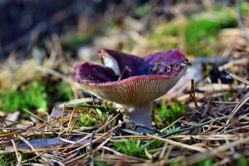 Red mushroom russula stock photo. Image of seasonal - 200720548