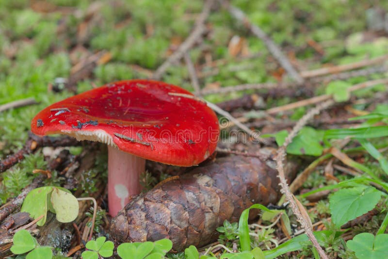 Red Mushroom Russula Xerampelina in Forest Stock Photo - Image of leaf ...