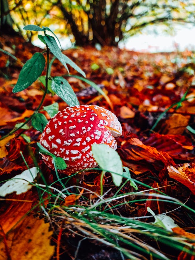 Red Mushroom among the Rust Leaves Stock Photo - Image of mushroom ...