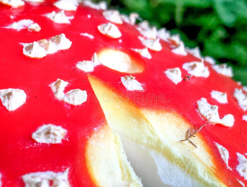Red Mushroom with White Dots Closeup Stock Image - Image of mushrooms ...