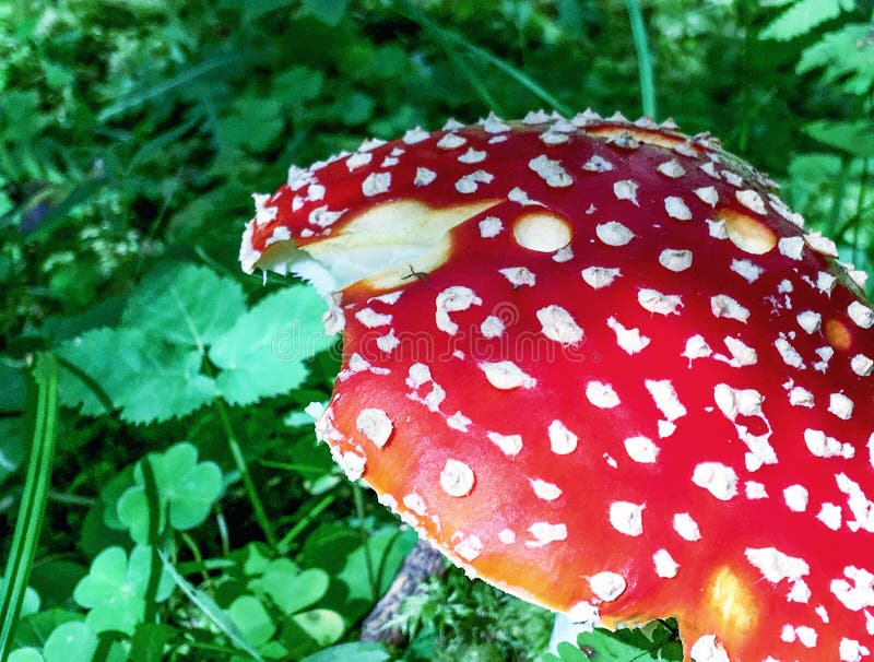 Red Mushroom with White Dots Closeup Stock Image - Image of mushrooms ...