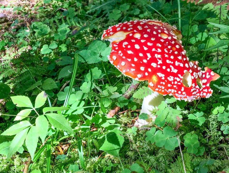 Red Mushroom with White Dots Closeup Stock Image - Image of outdoor ...